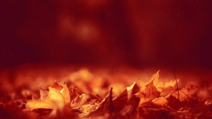 Thanksgiving Worship Backgrounds Thanksgiving Food Drive + Harvest